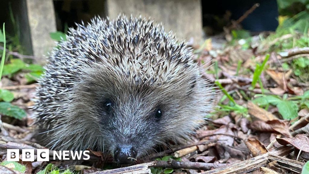 Cornwall RAF site marks 100th hedgehog release into the wild