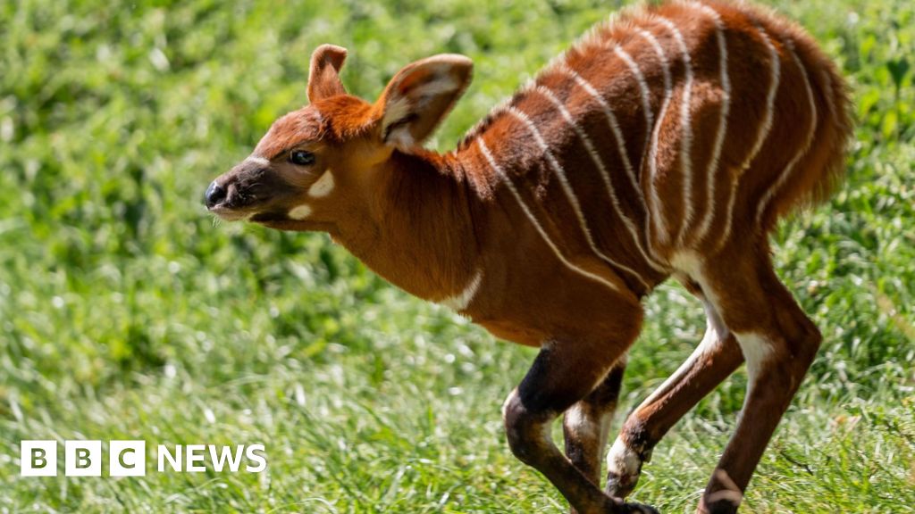 Second endangered bongo calf born at Woburn Safari Park - BBC News