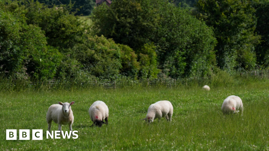 Police urge dog control after fatal sheep attack in Daventry