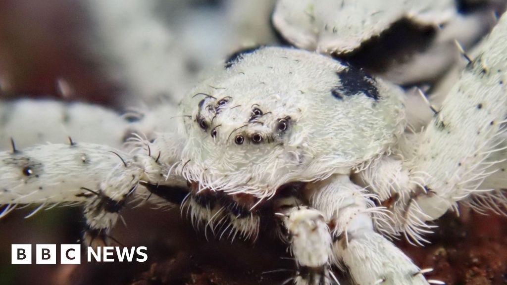 Rare lichen spider spotted in Cornwall