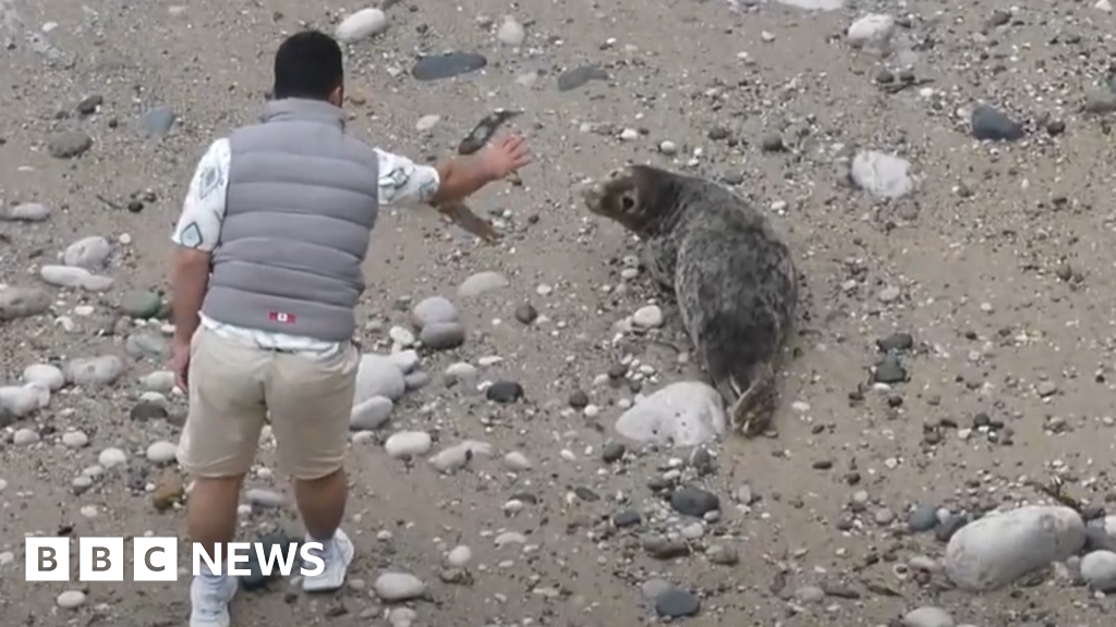 YouTube footage shows man throw rock at seal in Llandudno