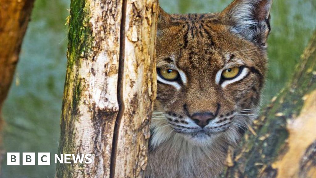 Cat Survival Trust owner faces animal ban after conviction - BBC News