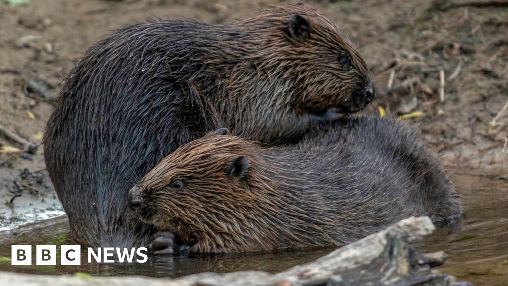 Wild beavers make historic return to England at Dorset nature reserve