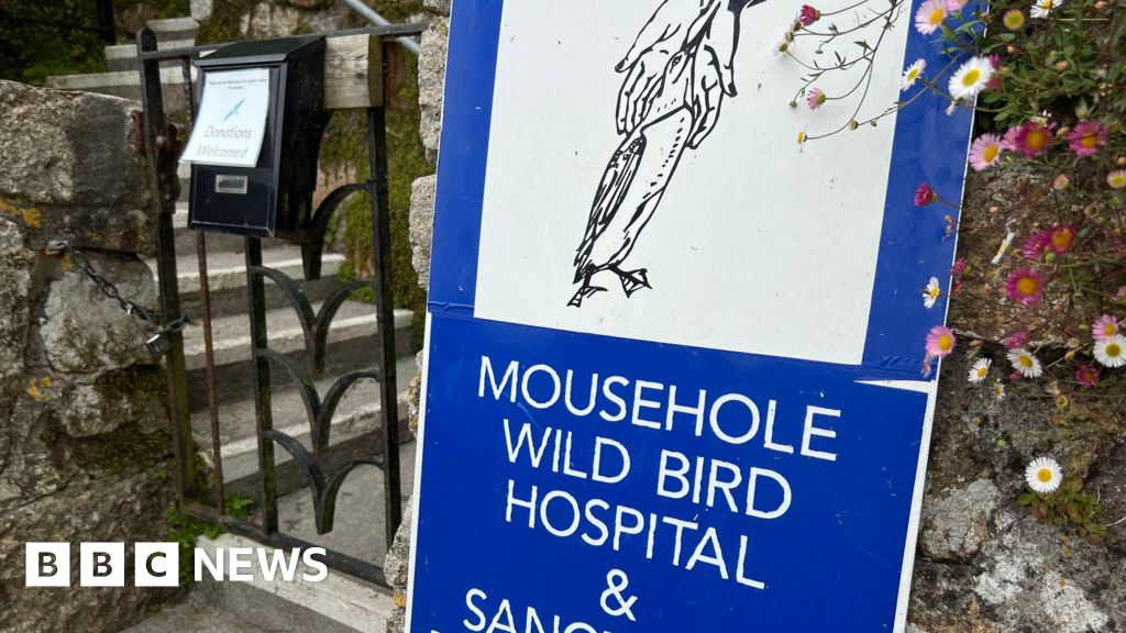 Bird flu threat closes Mousehole Wild Bird Hospital - BBC News