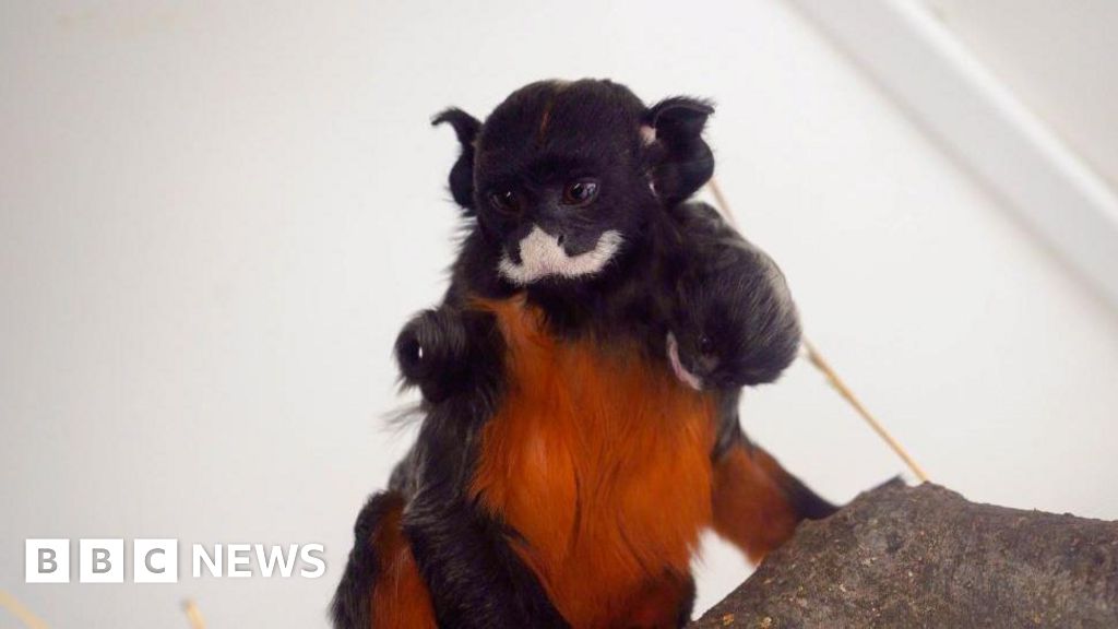 Askham Bryan Wildlife Park announces 'vital' monkey birth - BBC News