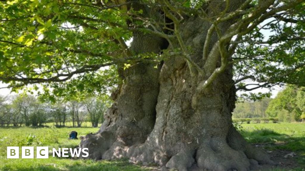Trees like Clatterbury Oak need protection, says Woodland Trust - BBC News