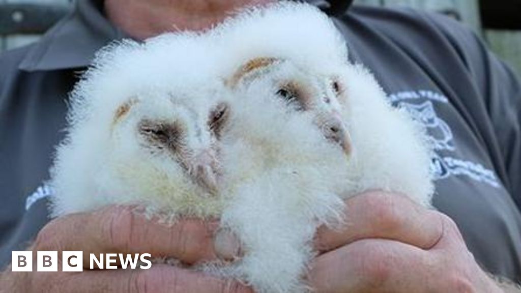Howardian Hills: First barn owl chicks hatch in conservation scheme ...