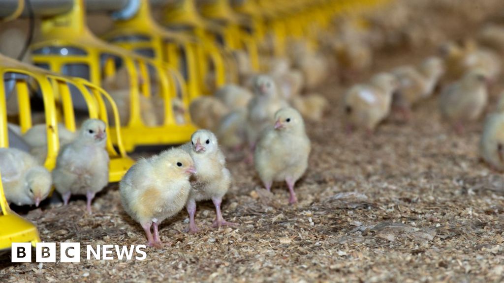 Anglesey: Fire at poultry farm shed kills 8,000 chicks - BBC News