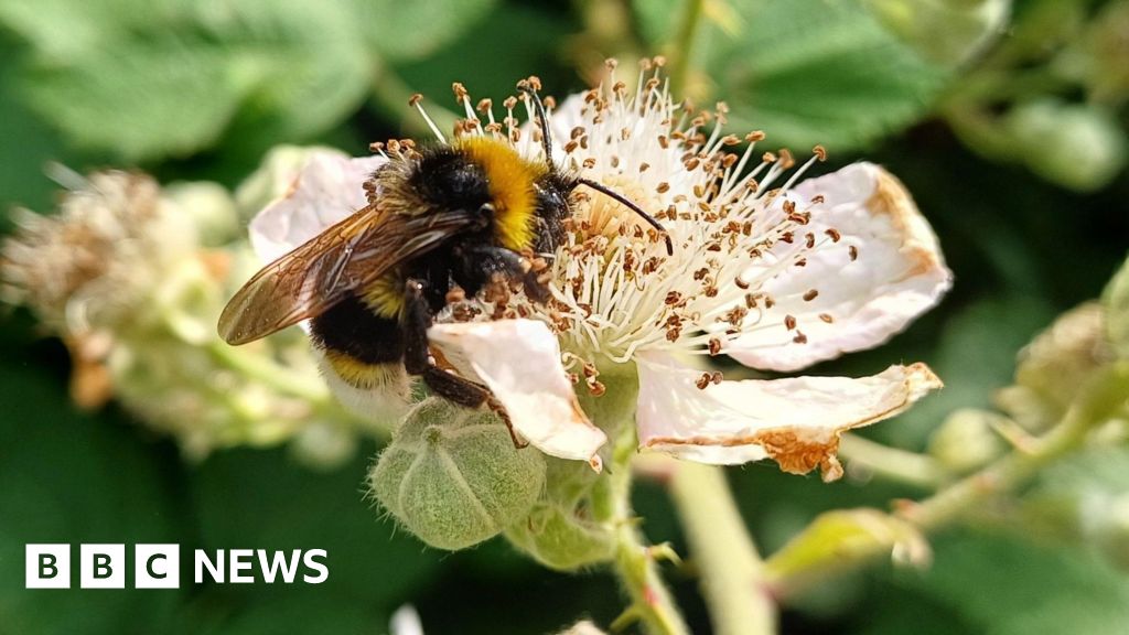 Bedford council wins Bees' Needs award for wildlife corridors - BBC News