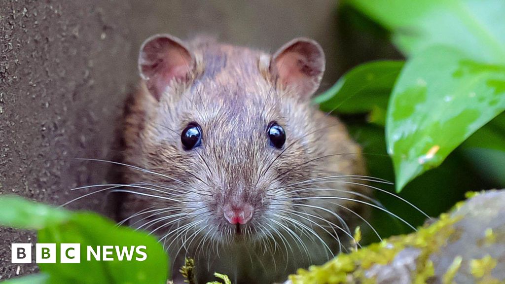 Stourbridge rats get a bit of a bad rap, says documentary maker - BBC News