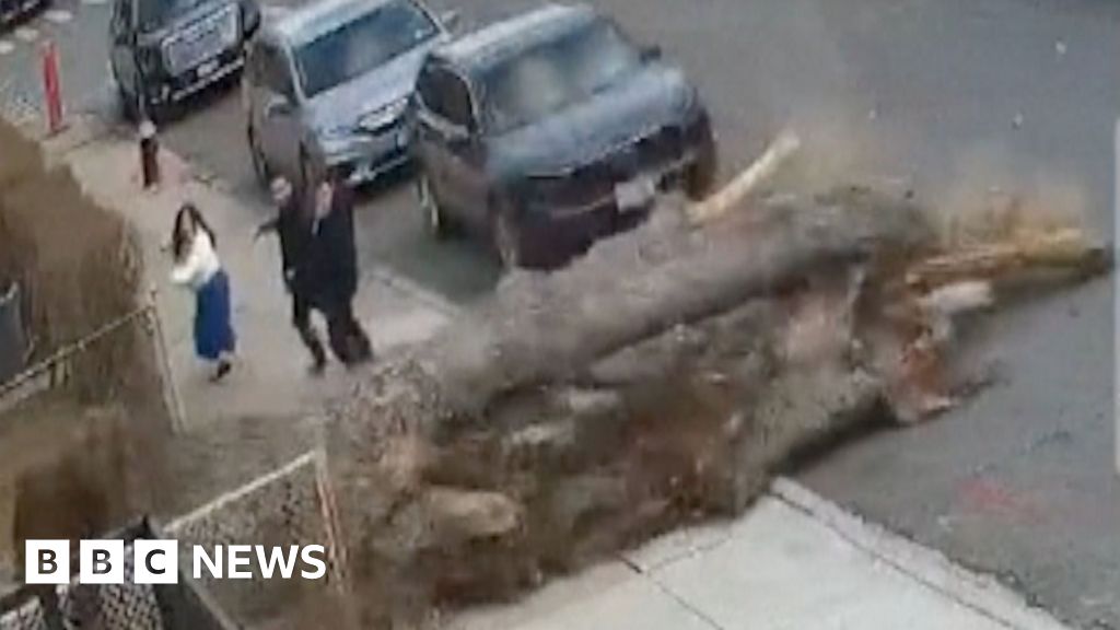 Watch: Moment falling tree narrowly misses pedestrians - BBC News