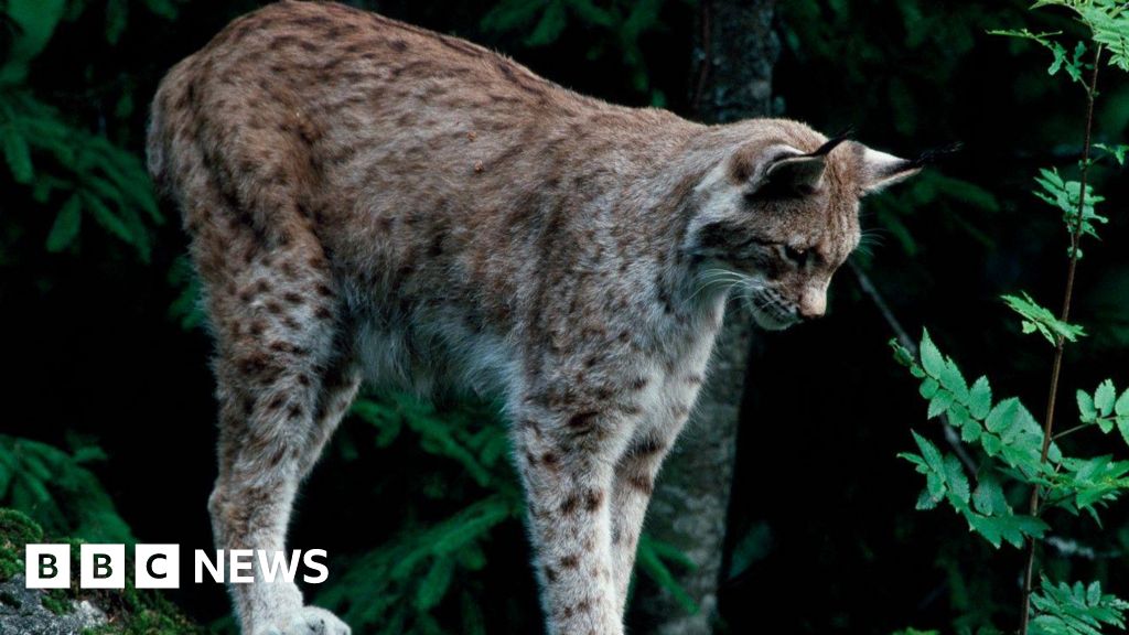 Lynx reintroduction needs public support, says National Trust - BBC News