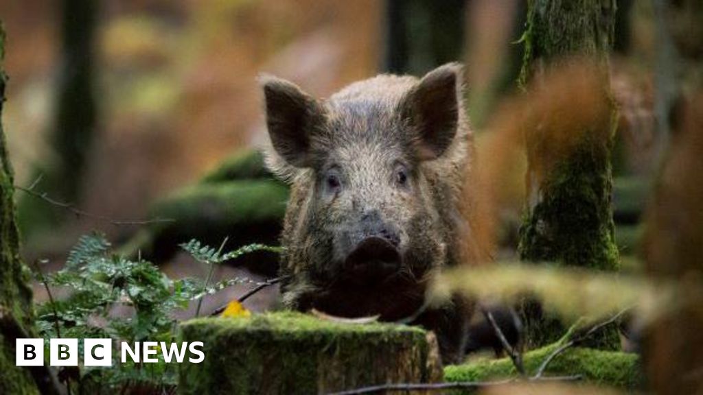 How far North have wild boar been seen in the UK | Page 2 | The ...