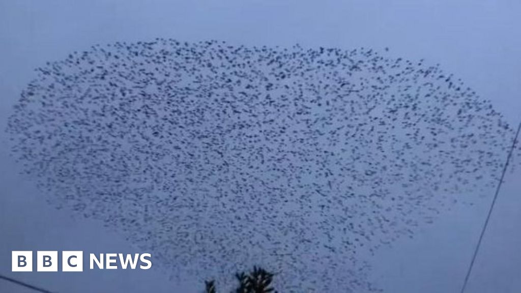 Sunset murmuration caught on camera in Northamptonshire - BBC News