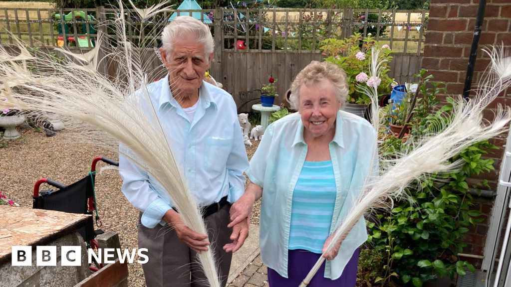 Luton couple with white peacock in garden desperate to find owner - BBC ...