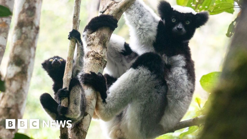 Baby lemurs sing like children, Warwick university study shows - BBC News