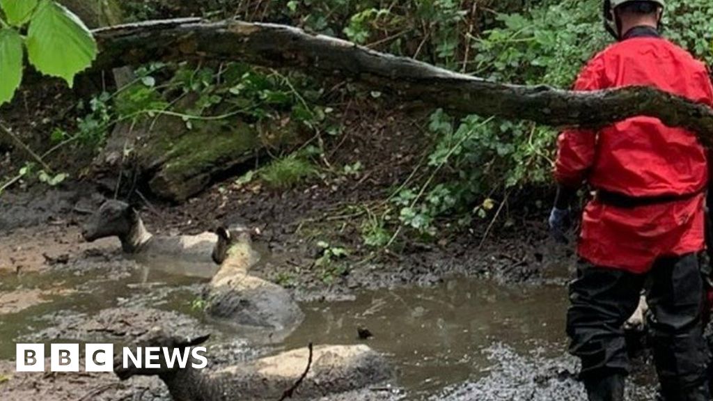 Sheep rescued by firefighters after sinking in bog near Romsey - BBC News