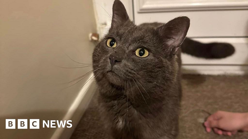 Cat missing for two years returns to Oxfordshire home - BBC News