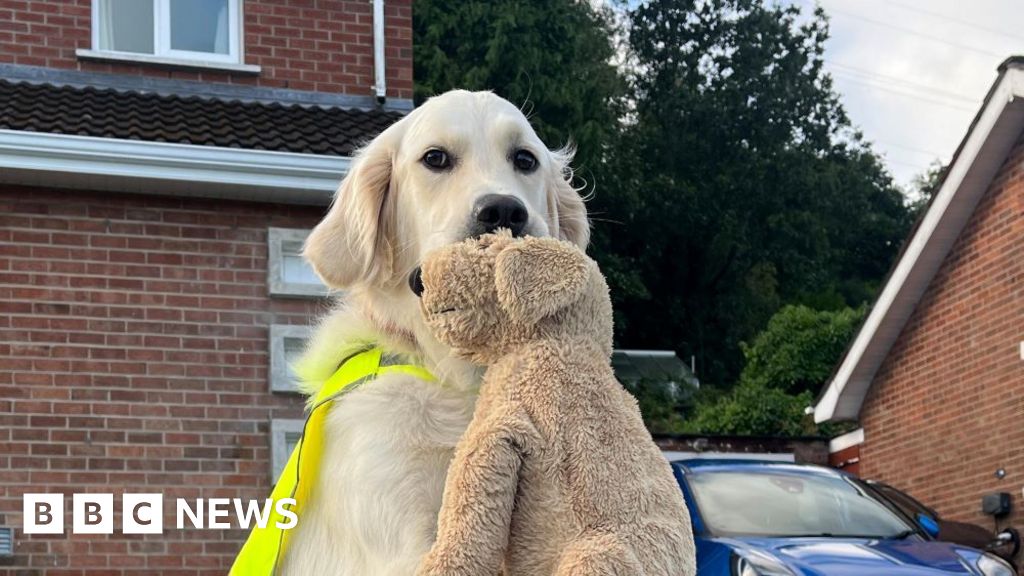Golden retriever Maddie's 'bum wags' when bins are collected - BBC News