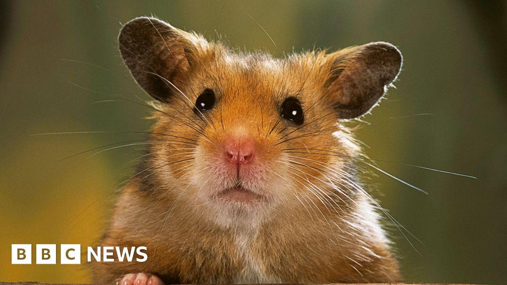 Loose hamster among railway lost property