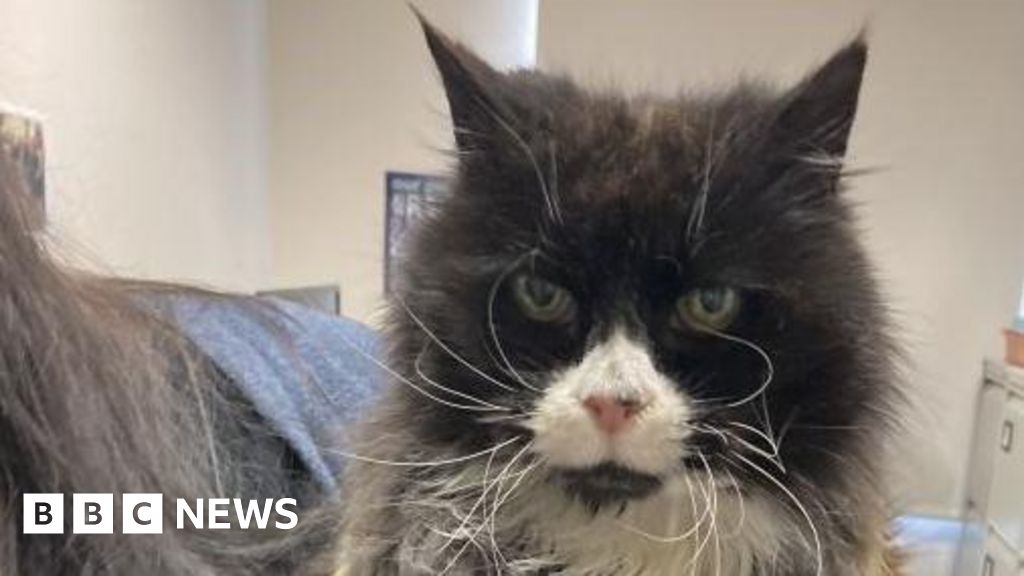 Missing Chilton Moor cat reunited with family after 10 years