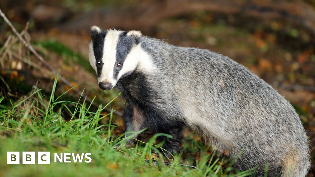 Sunak commits to maintaining badger cull plans - BBC News
