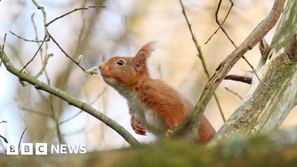 Cross-border project launched to create red squirrel strongholds gets £ ...