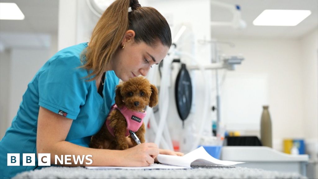 Why is taking your pet to the vet so expensive? - BBC News