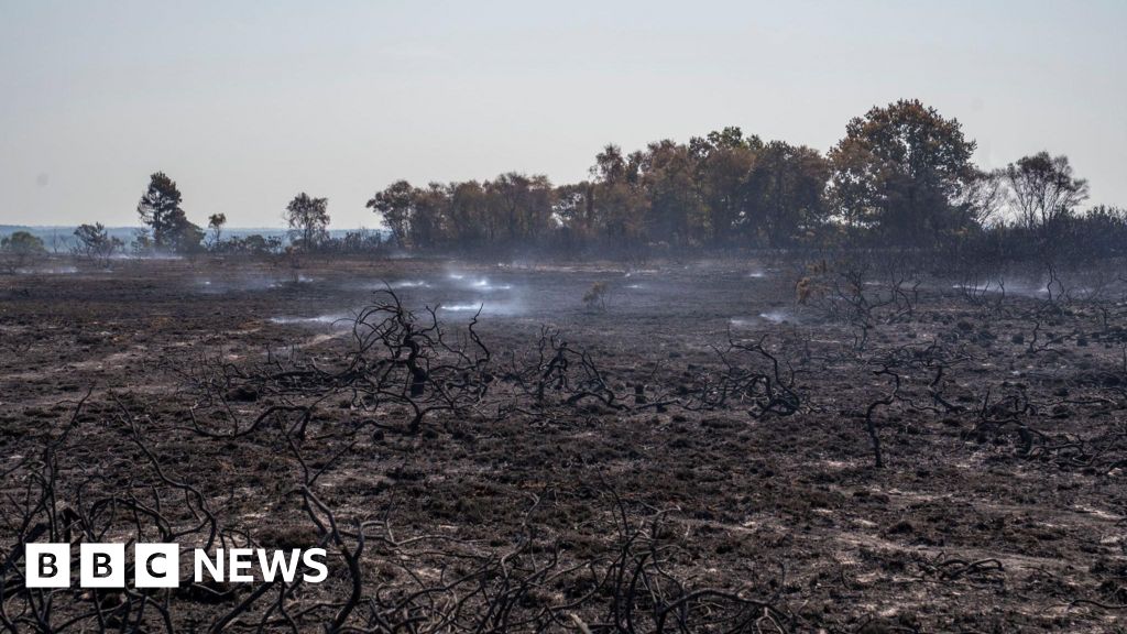 Firefighters put out majority of large heath fire at Holt Heath - BBC News