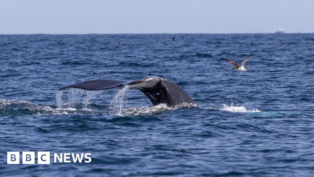 Two humpback whales spotted in Channel Islands - BBC News