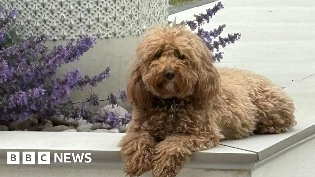 Dog found eight miles from where she went missing - BBC News