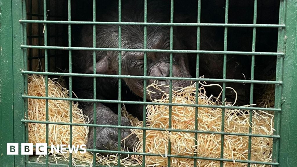 Peter the chimp leaves Twycross Zoo for new life in Scotland