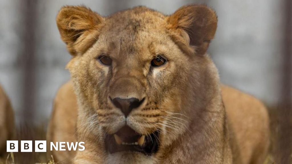 Smarden: Fundraising steps up to rescue lions from Ukraine - BBC News