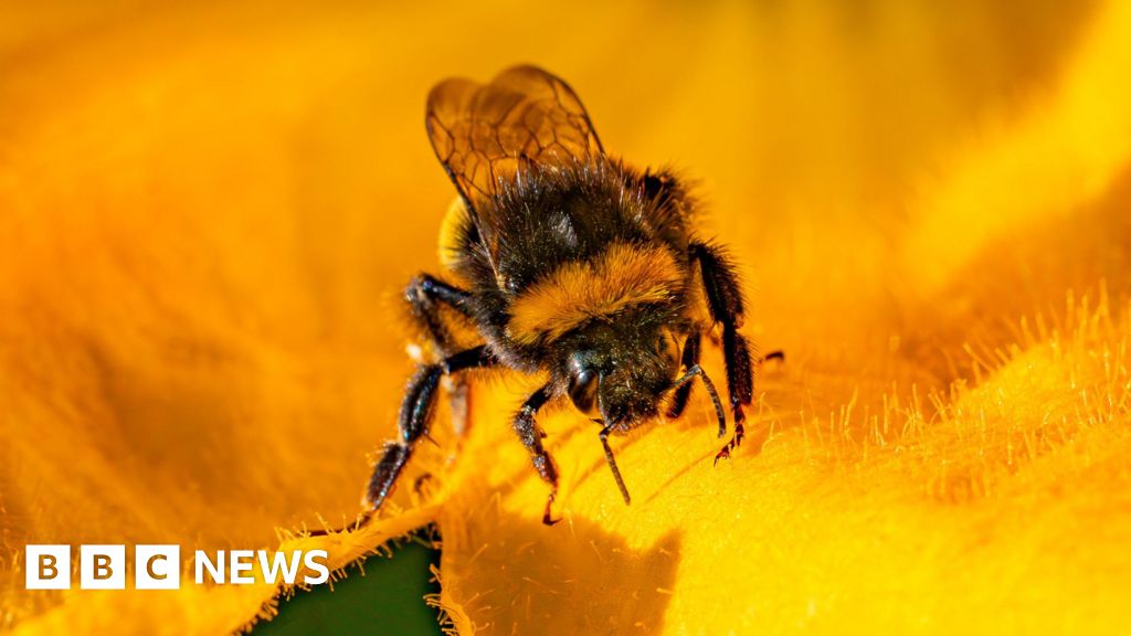 Hoped that new scheme will help bees thrive in Aberdeen - BBC News