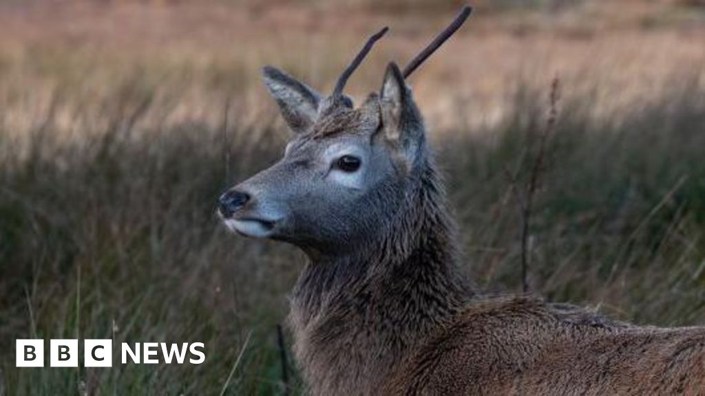 Police Appeal After Deer Found Beheaded In Inverness