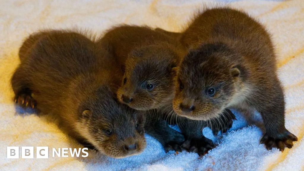 Update on otter cubs rescued from Warwickshire parkland