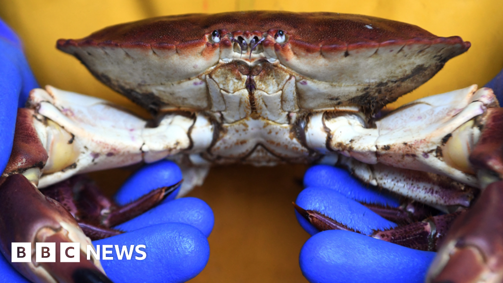 Cromer Crab industries hit by bad weather and cost-of-living - BBC News