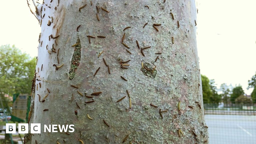 Why is there webbing on trees at a Bristol park? - BBC News
