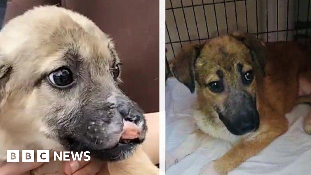 Shropshire rescue fundraising to bring disabled puppies to UK - BBC News