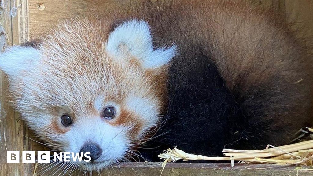 Banham Zoo and Africa Alive make staff redundant - BBC News