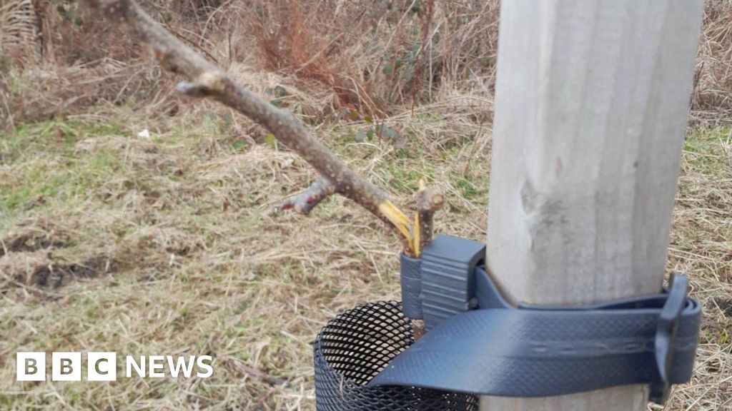 Whitehaven fruit trees snapped by vandals, National Trust says