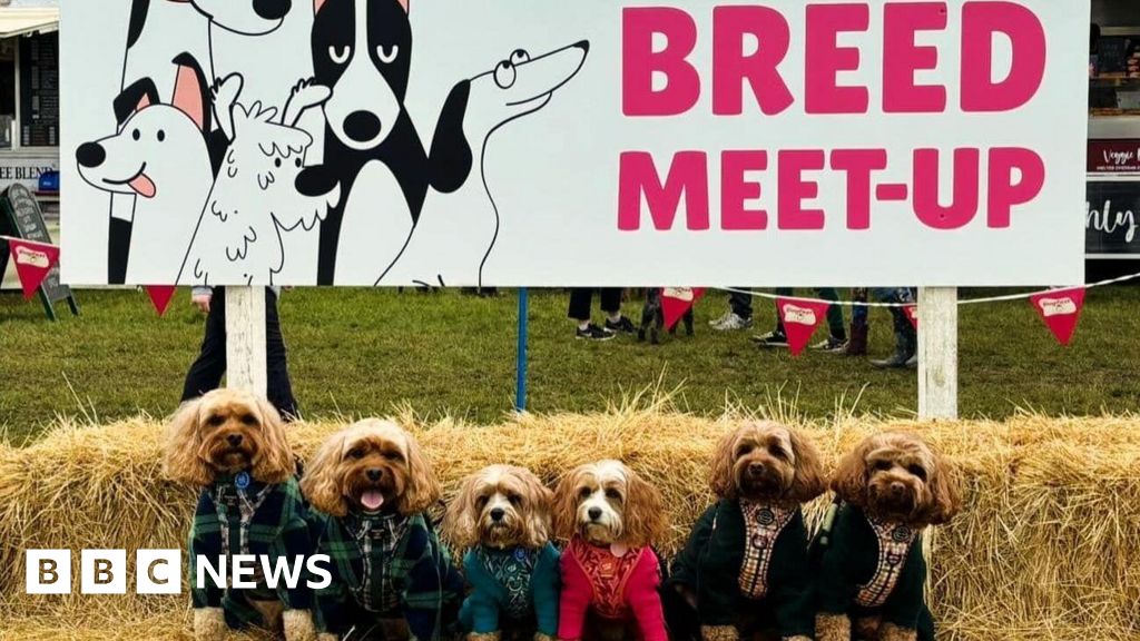 Guildford: Losely Park dog show cancelled after heavy rain - BBC News