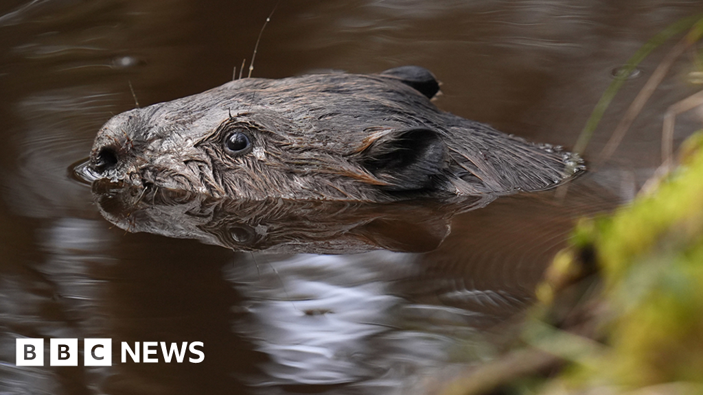 Shrewsbury beavers making themselves at home
