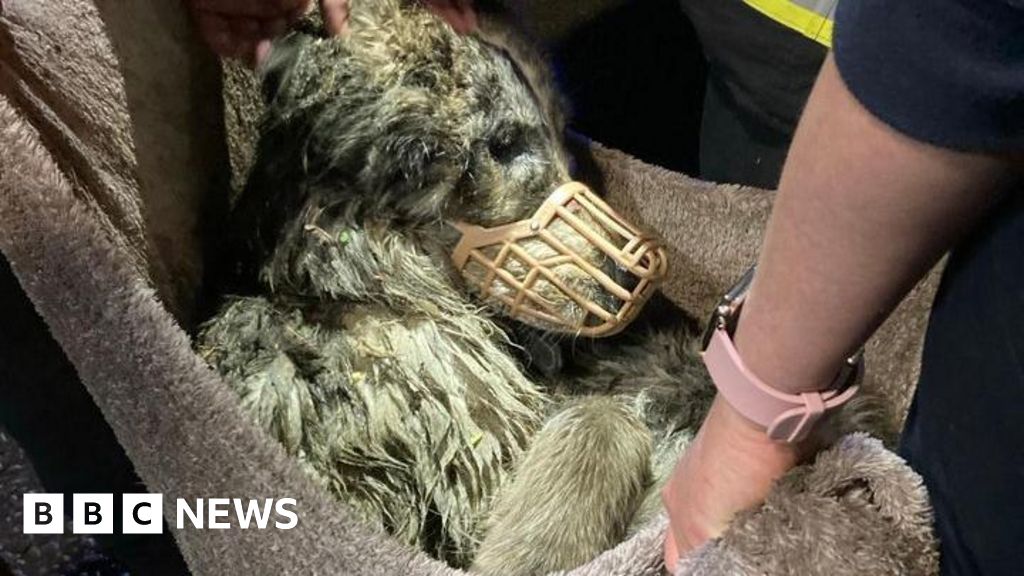 Rescued dog 'trapped for several days' down well at Phoenix Sidings in ...