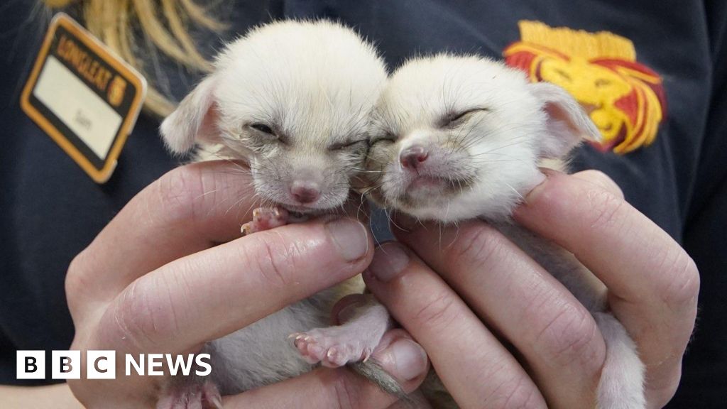 Longleat keepers helping raise fennec fox kits