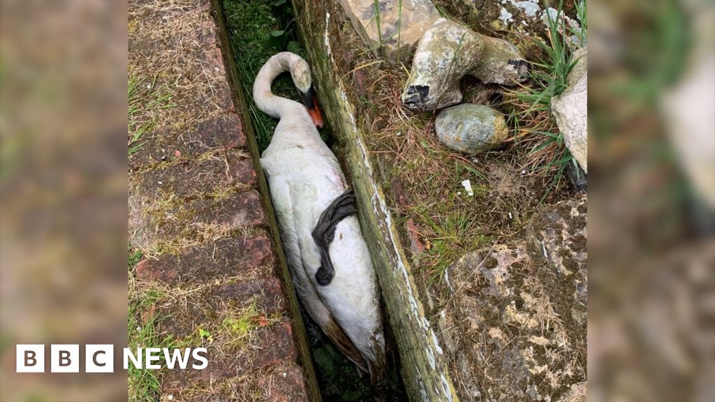 Swan trapped in drain for hours rescued by charity - BBC News
