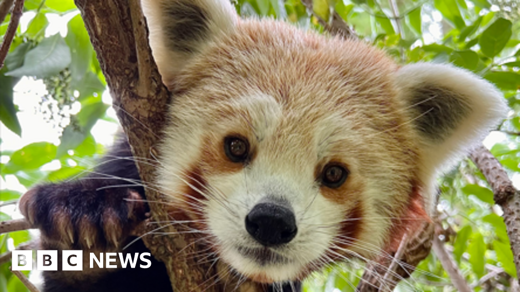 Longleat safari park announces death of red panda