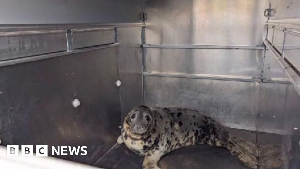 Norfolk seal with flying ring embedded round neck released - BBC News