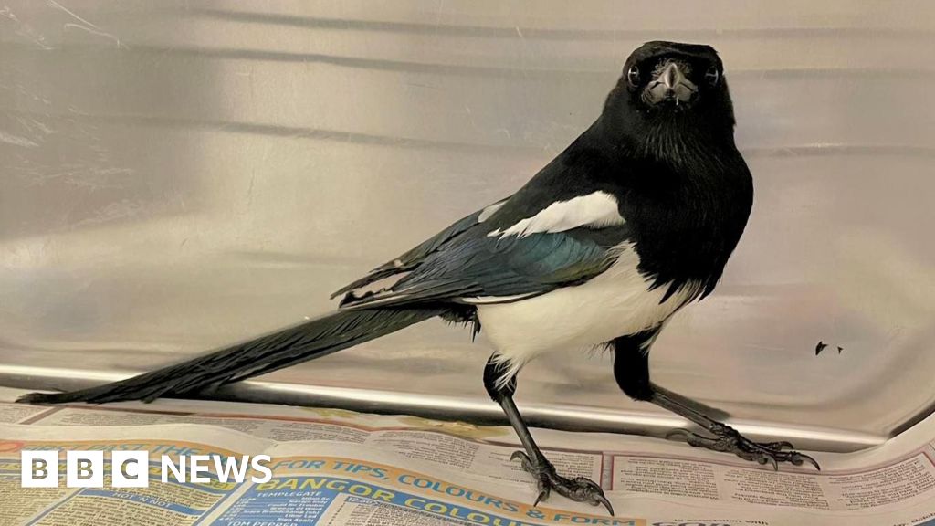 Stuck magpie's sorrow turned to joy by rescuers