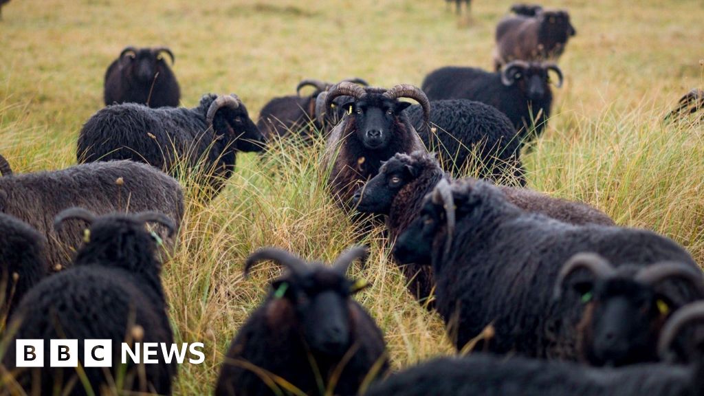 Sheep mauled to death by dog near Doncaster nature reserve